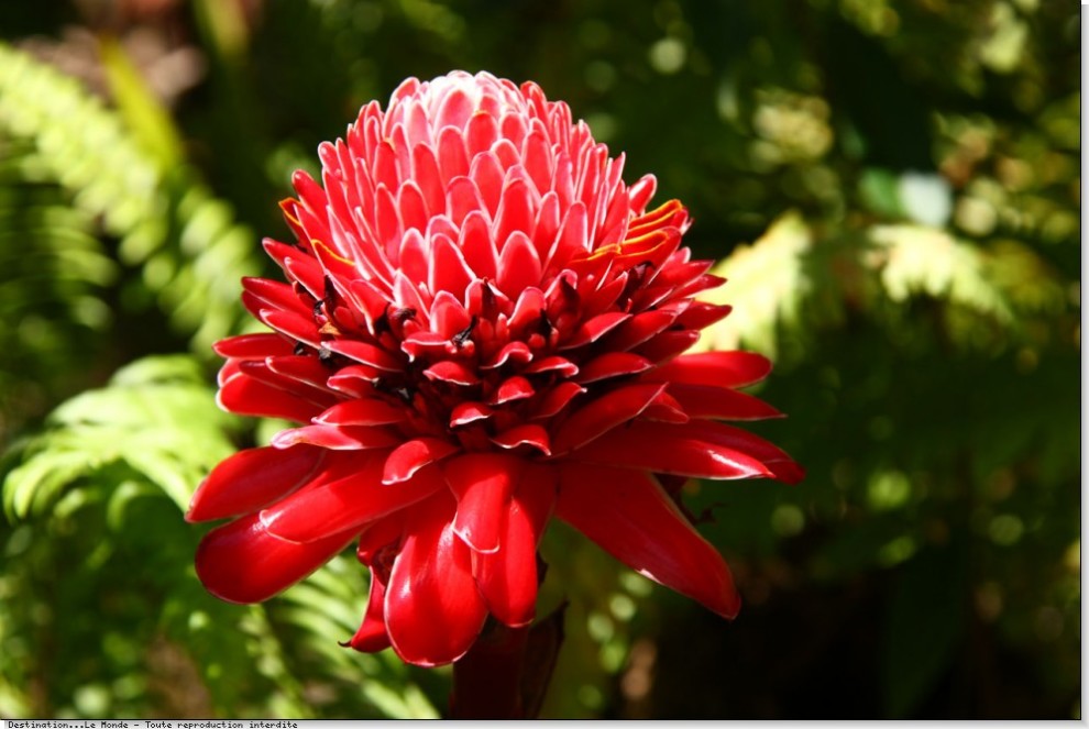 Top 5 des fleurs insolites de Thaïlande