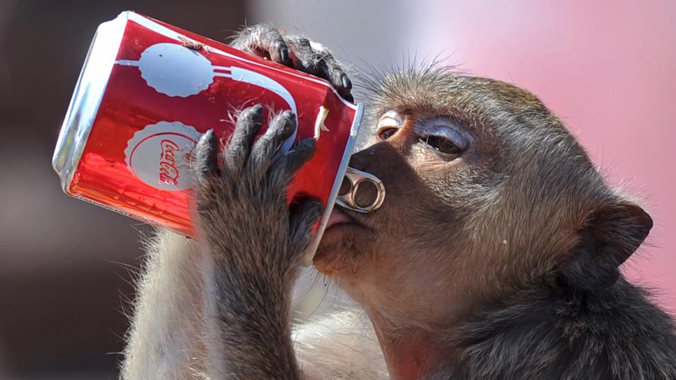 Festival : un buffet géant pour les singes - Vivre en Thaïlande